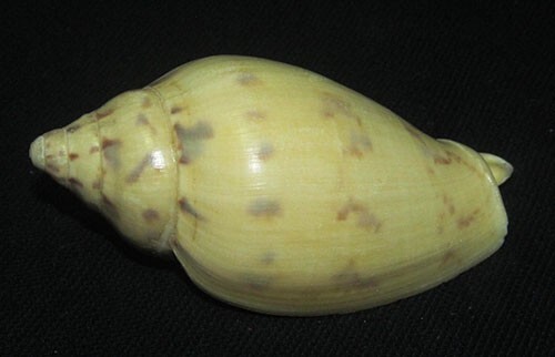 78 mm GREAT PATTERN Cymbiola Flavicans Volute Seashell Combine Ship | eBay