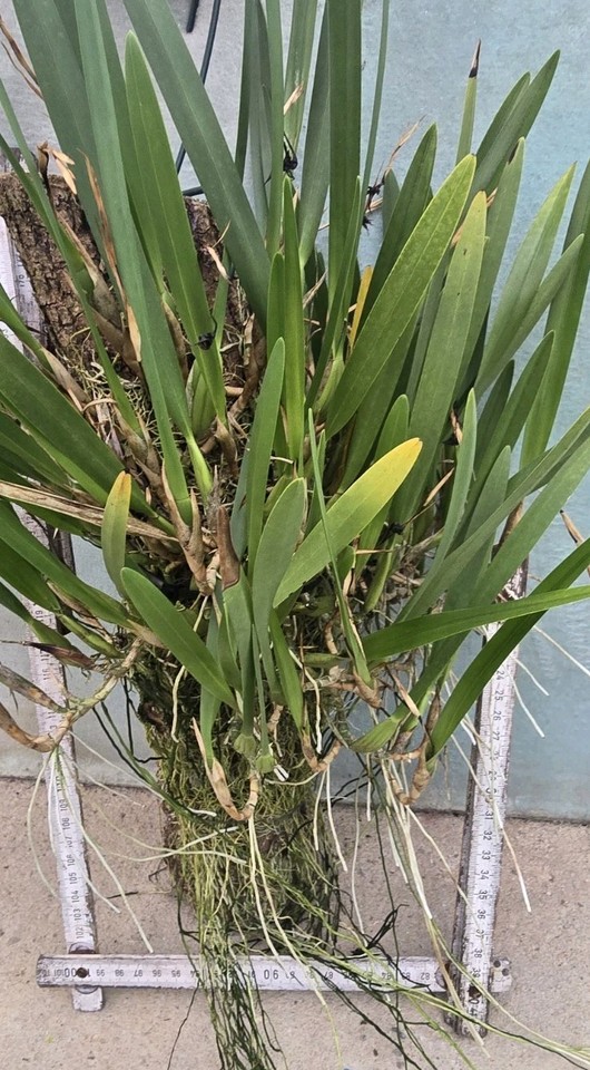 Nidema boothi, Selten Orchidee, Orchids, Rare Plants, Orchid | eBay.de