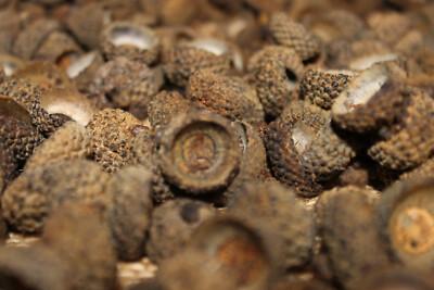 Real Acorn Caps in Assorted Sizes for Crafts, Natural Acorn Caps for ...