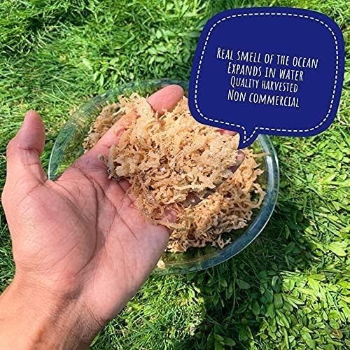 Dr Sebi Irish Sea Moss WildCrafted For Gut Health & Digestion 100% Pure ...