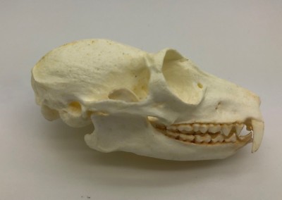RED RUFFED LEMUR SKULL REPLICA | eBay
