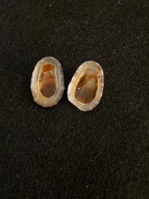 2 Cellana capensis Gmelin each 13 mm South Africa | eBay