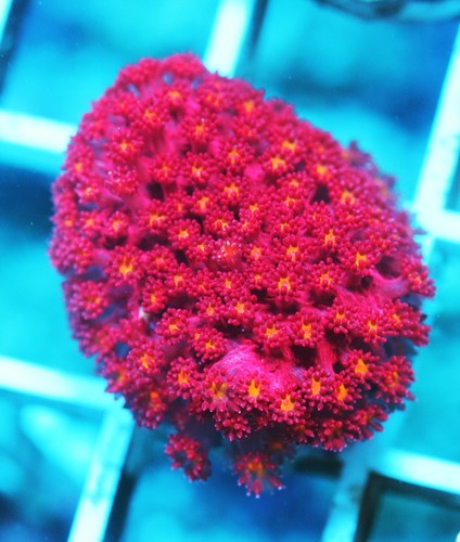 Fruit Loops Micro Goniopora Zoanthids Paly Zoa SPS LPS Corals, WYSIWYG ...