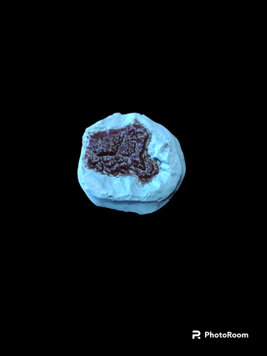 Tyrannosaurus rex skin cast fossil replica-Dinosaurs-Paleontology | eBay