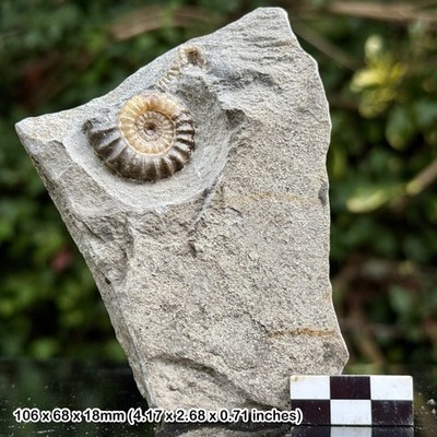 Promicroceras Calcite Ammonite Fossil Jurassic Coast Black Ven Lyme ...