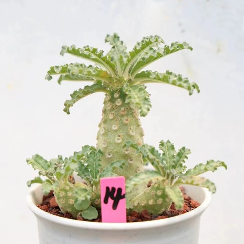 Multi Heads Rare Succulent living Plant Dorstenia lavrani | eBay