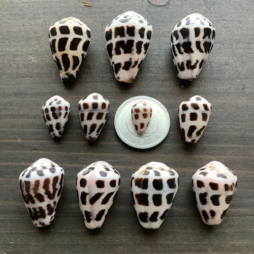 Hebrew Cone Shell japanese sea Shells of Okinawa | eBay