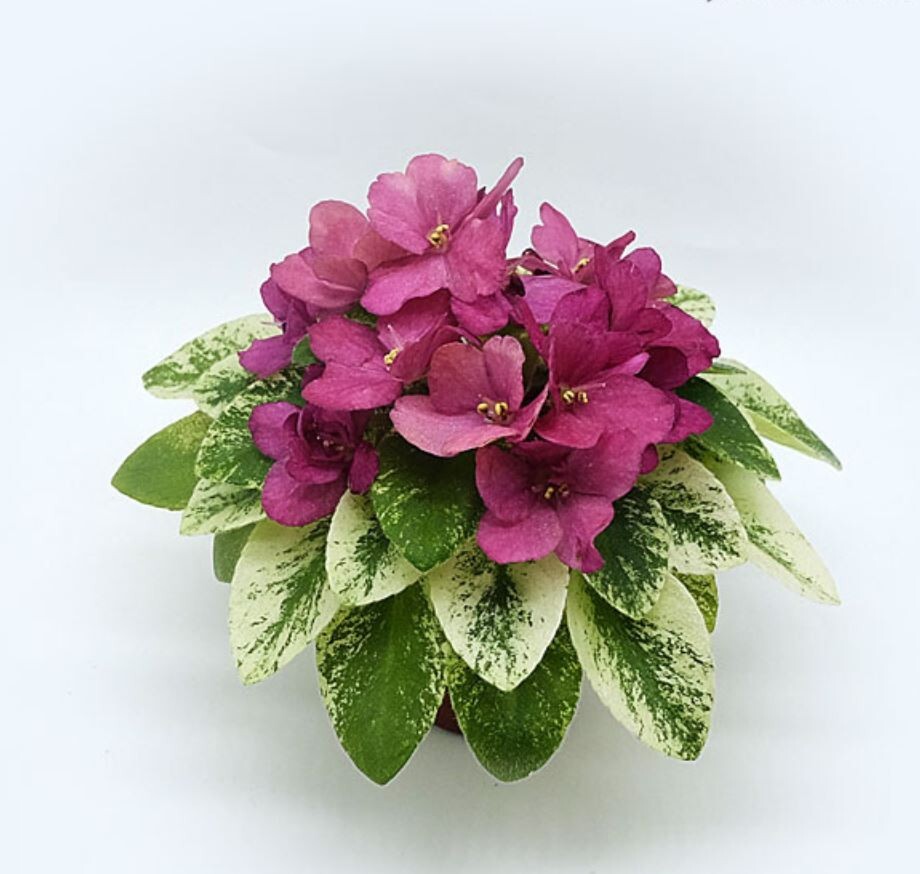African Violet ***Jolly Bunny*** two (2) freshly cut leaves (NOT A ...