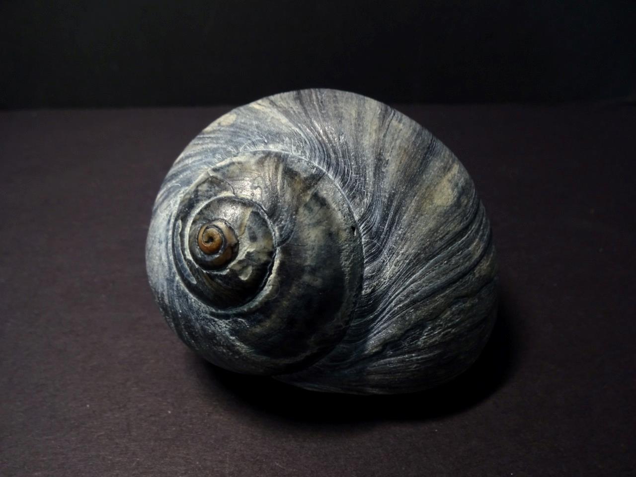 LARGE 4" FLORIDA OLD SHARK EYE SHELL SPECIMEN SEASHELL NAUTICAL OCEAN ...