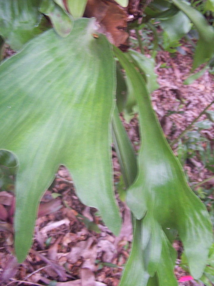 RARE Live Plant Platycerium Panama Var. Bryant Staghorn Fern Bare Root ...