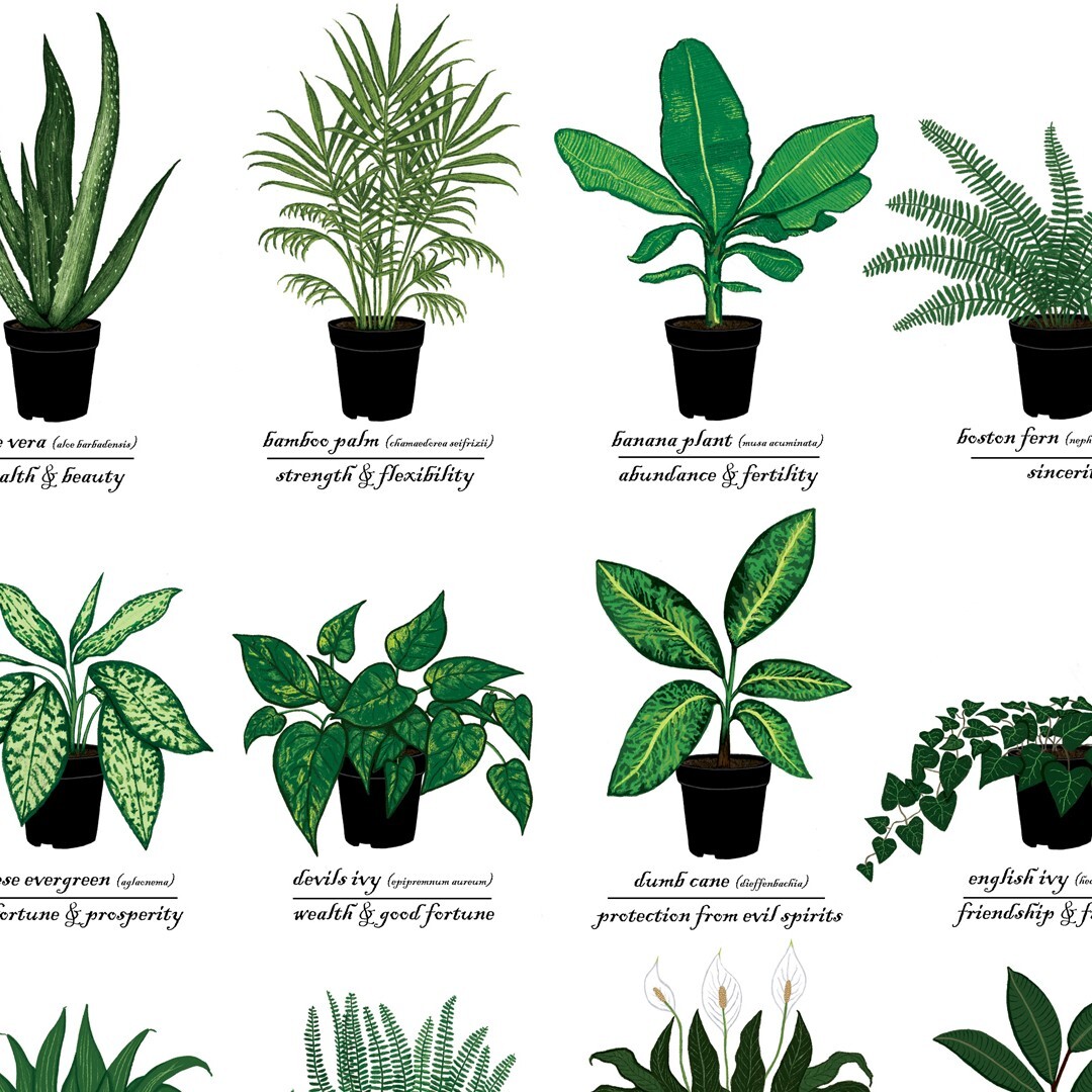 Indoor Plant Identification Guide