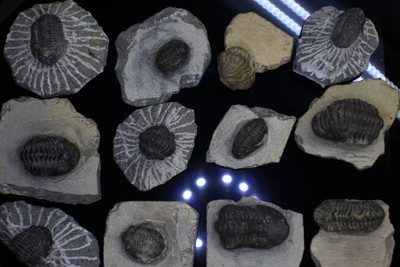 Proetus trilobite (3pc. Lot) | eBay