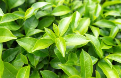 Green Tea Absolute Pure Essential Oil - 100 ML + Free Carrier oil 10 ml ...