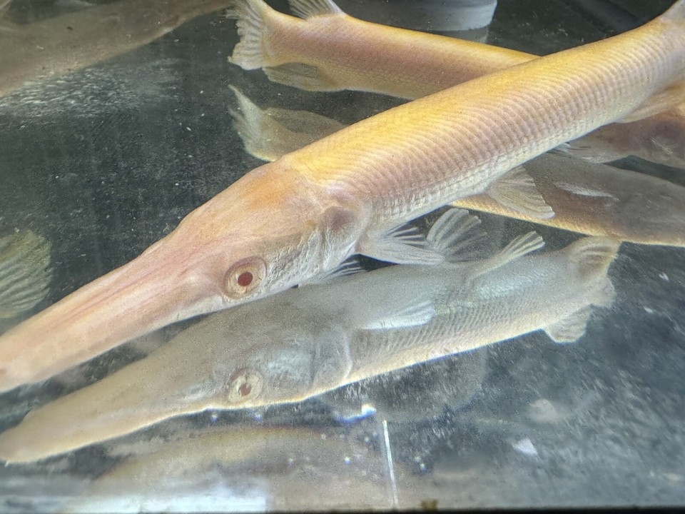 LIVE TROPICAL Fish- golden Albino alligator gar fish 10.75-11 Inches | eBay