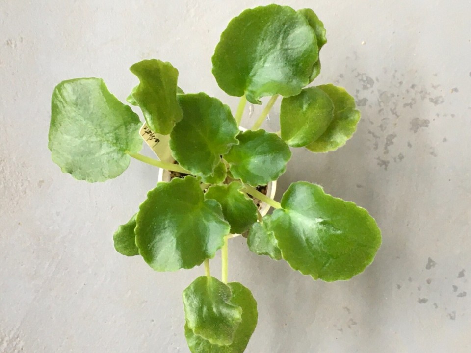 African Violet Plant ~ LE-Shato Broun | eBay