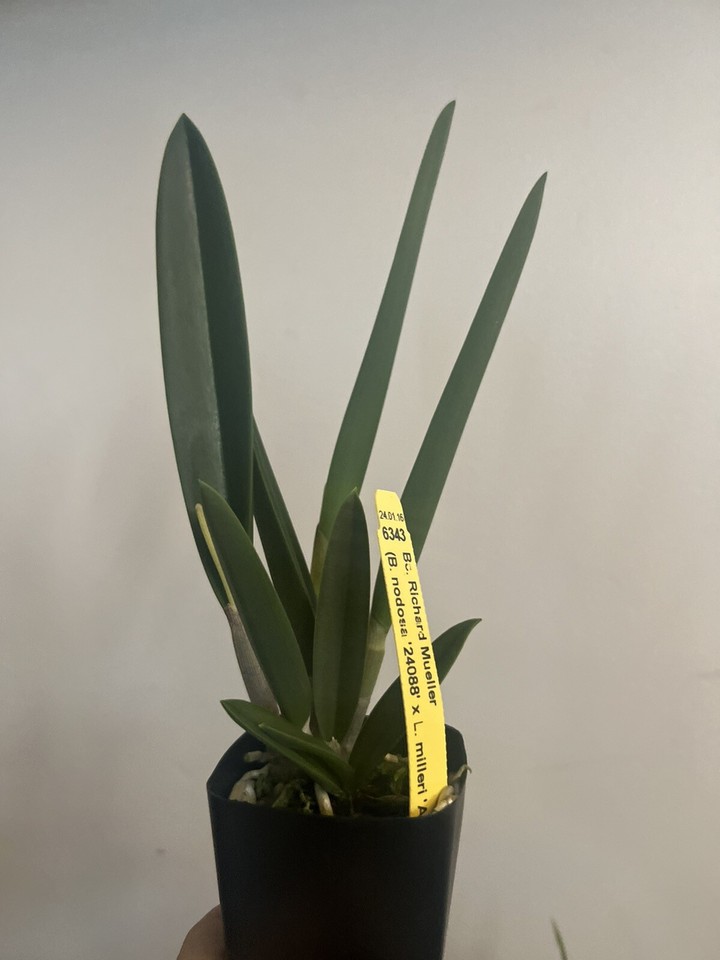 Bc. Richard Mueller Brassavola Fragrant Compact Growing Orchid | eBay