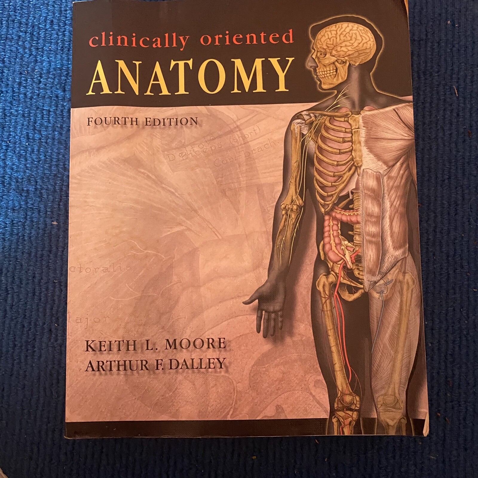 ️Clinically Oriented Anatomy, 4th Edition By Keith L. Moore,Arthu ...