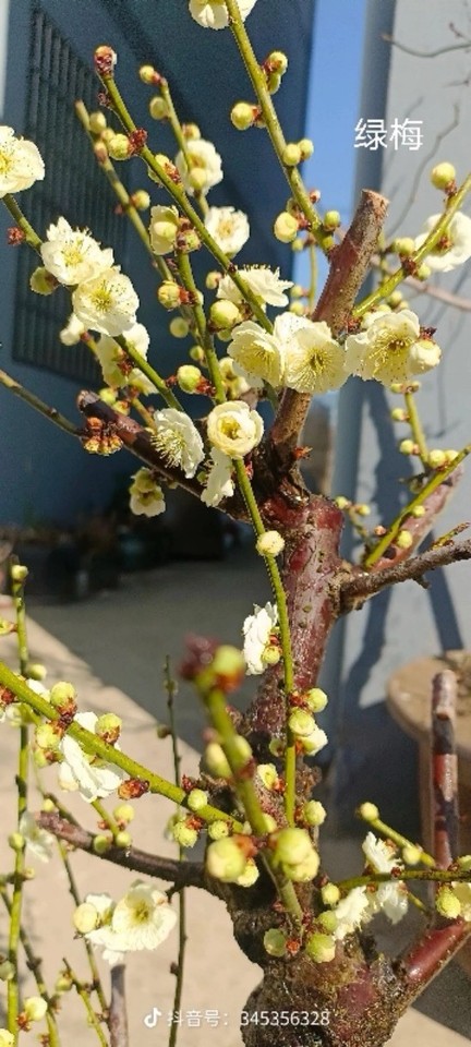 Japanese Exposed-root old plum bonsai (Prunus mume) Jinqianlve ...