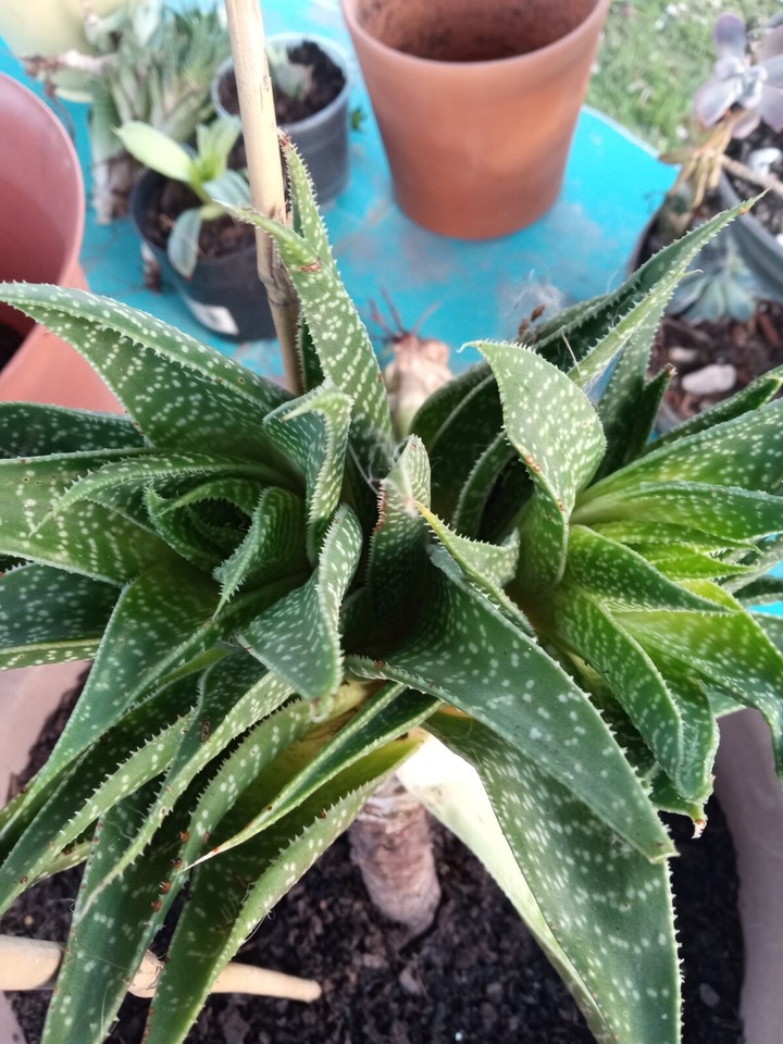 Aloe Aristata Lace Aloe 3 Live Green Plants Shipped Bare Root | eBay
