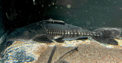 Ripsaw Catfish (Oxydoras niger) 7.5"-8.5" - Live Tropical Fish | eBay