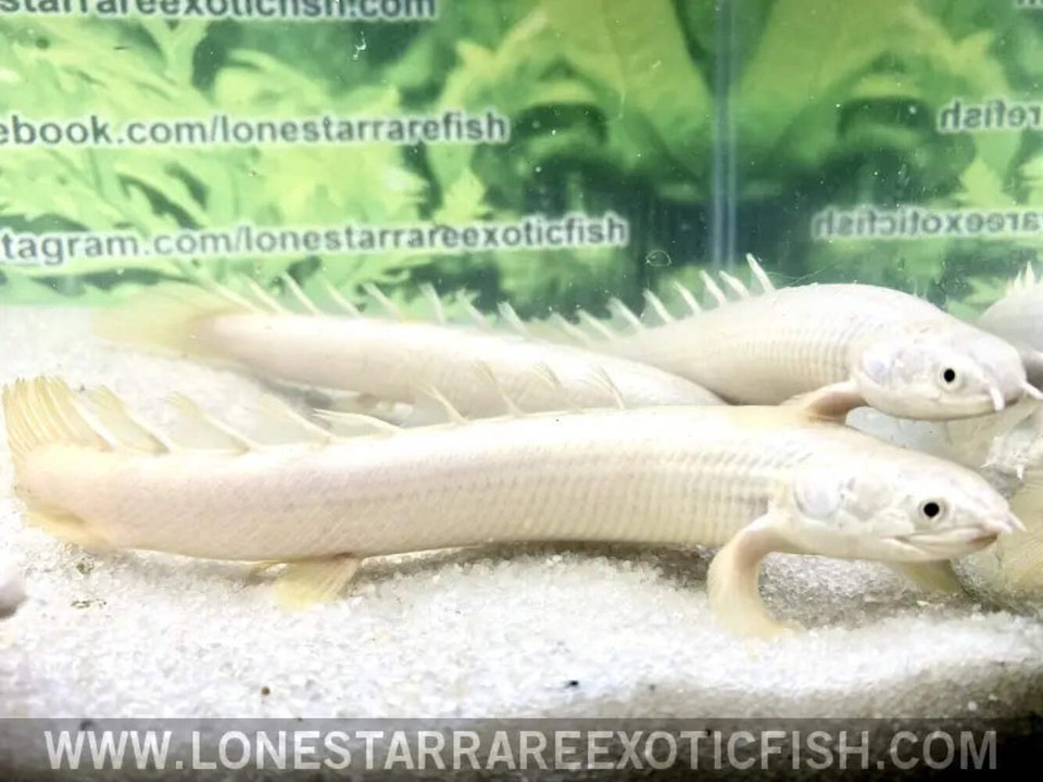Platinum Senegal Bichir / Polypterus senegalus - Live Aquarium Fish | eBay