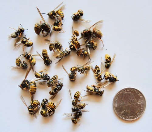 Lot of 30 Real Yellow Jackets Wasps Insects | eBay