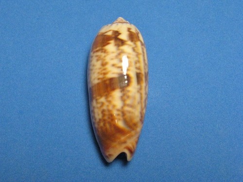 Oliva miniacea f.sylvia ROEDING, 1798 "RUSTY BANDED" (56.3mm) | eBay