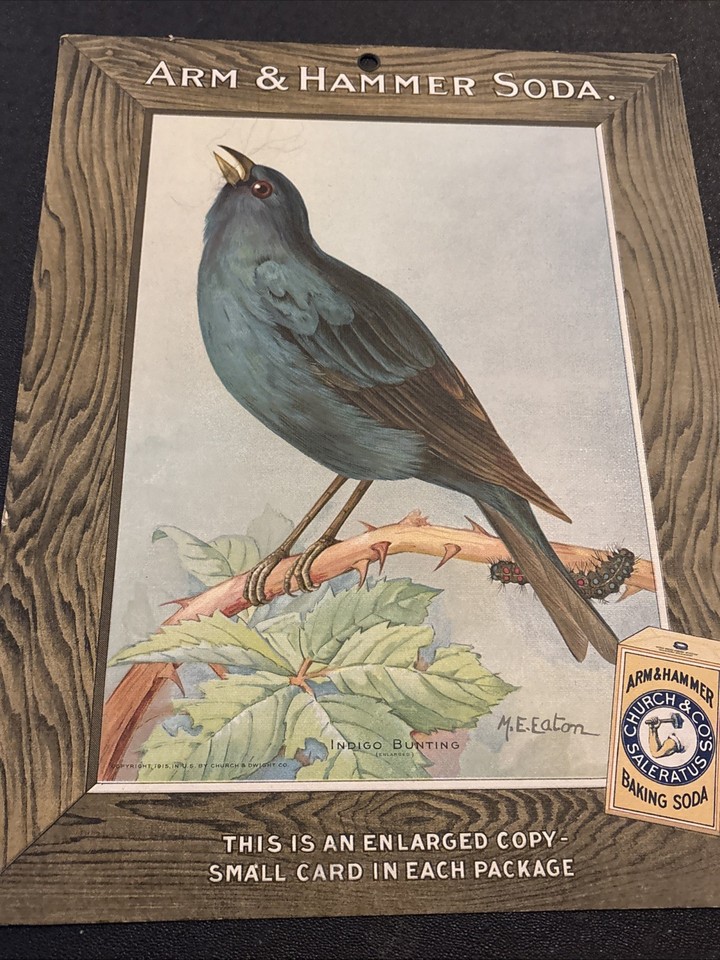 1915 ARM & HAMMER~11x14 1/2 LITHOD STORE DISPLAY~INDIGO BUNTING BIRD | eBay