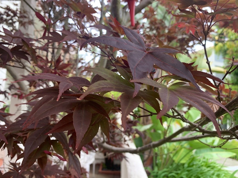Bloodgood Japanese Maple - 20 seeds 2025 - USA Seller | eBay