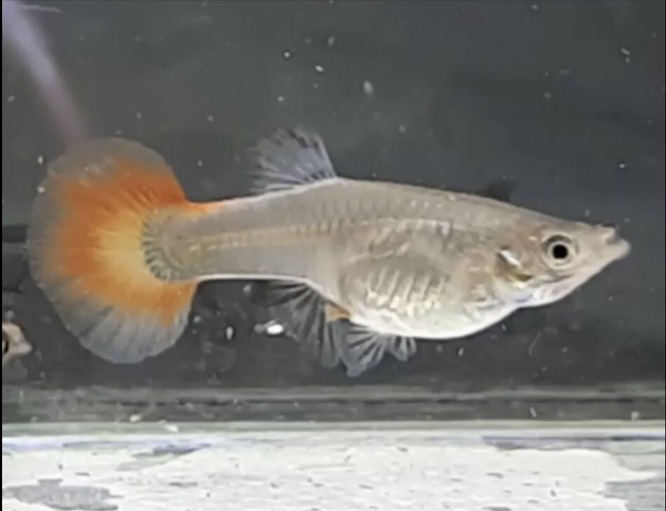 10 Baby Fry Red Tail Platinum Dumbo/Big Ear Live Guppy Guppies” 2 - 3 ...