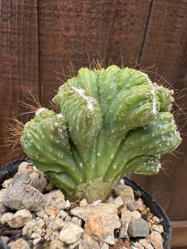Cereus Repandus Monster Cactus | eBay