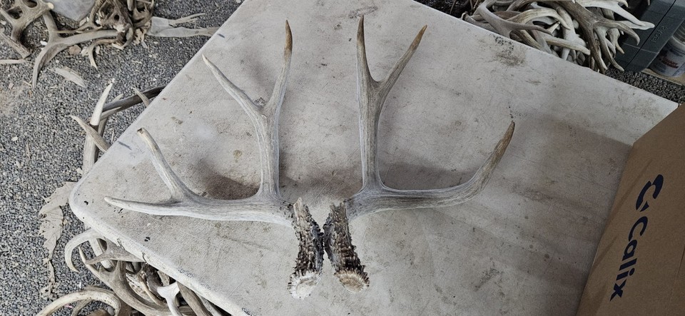 Nice Set Of Mule Deer Shed Antlers Horns Elk Moose Rack | eBay