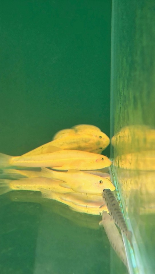 🏆Extremely Rare🏆Hillstream Loach Algae Eater High Quality🏆Full Gold 24k ...