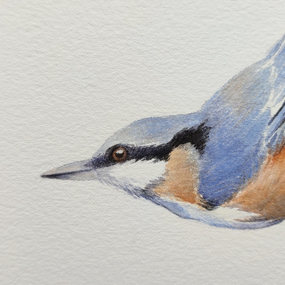 Nuthatch Original Signed Watercolour Painting Unframed Artwork (Not A ...