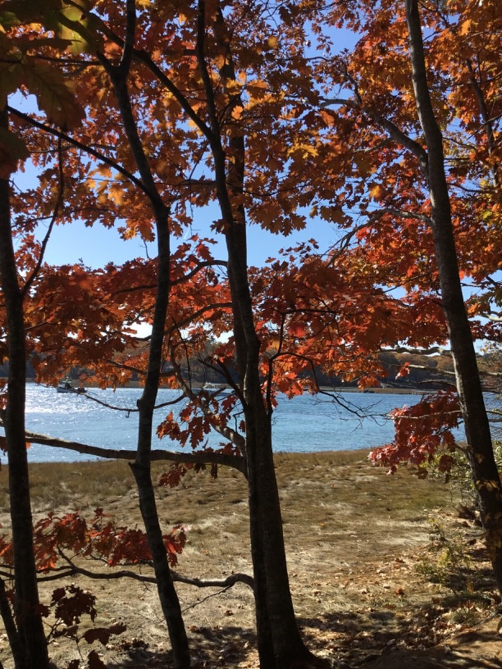 10 Slash Pine Cones 3” Wood Baskets, Bowl Fillers | eBay