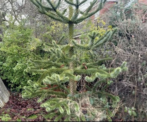 Monkey Puzzle Tree - Araucaria XL 8Ltr Pot Rare Evergreen Living Fossil ...