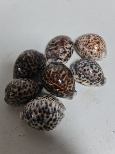 Cowrie Natural Seashell 7cm Aquarium/fishtank/beach/home decor shell ...