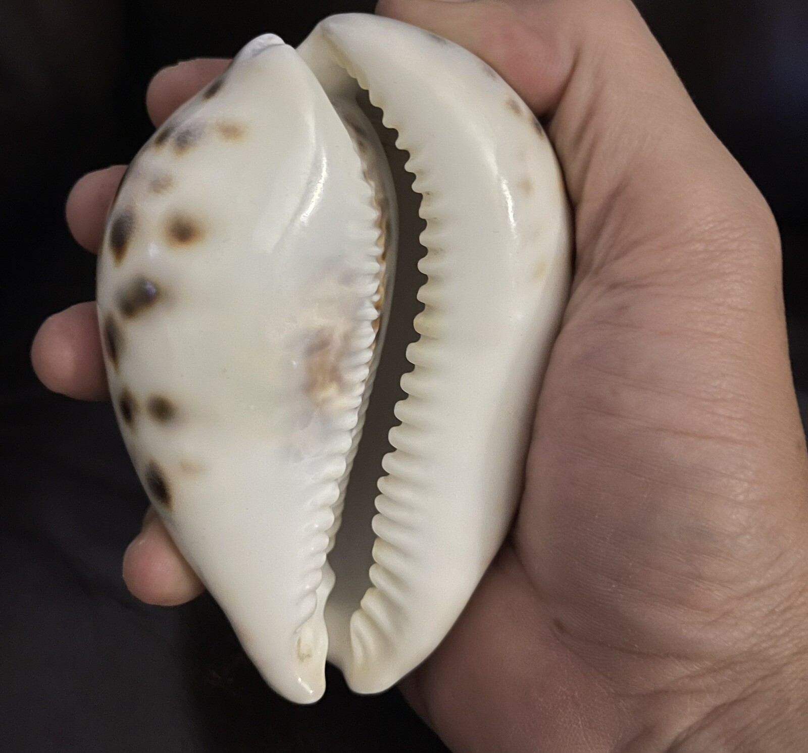 Giant Hawaiian Tiger Cowrie Sea Shell (Cypraea Tigris) Gigantic 111mm ...