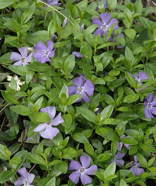 Vinca Minor Periwinkle 35 Plants Ground Cover Evergreen Creeping Myrtle ...