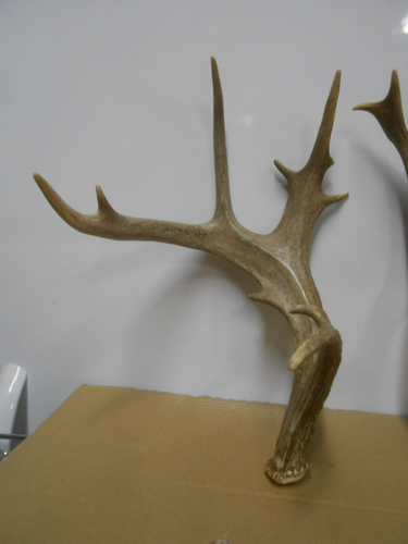 NON typical Wild WHITETAIL DEER ANTLER SHEDS antlers mule mount elk ...