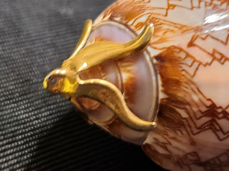 EXTREMELY RARE Oliva Porphyria, Porphyry Olive HUGE Shell Indio-Malayan ...
