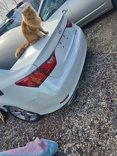 REAR BUMPER ASSEMBLY GS200T GS300 GS350 GS450H 2013-2019 Paint Code 077 ...