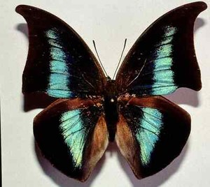 1103rada | eBay Stores