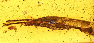 Rare Lizard claw, Fossil inclusion in Burmese Amber | eBay