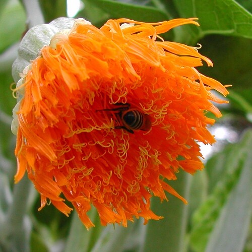 Rare, endangered "Cabbage Tree"! - Unusual Dendroseris - Live plant | eBay