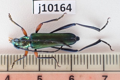 j10164. Insects, Cerambycidae sp. Vietnam, Lam Dong | eBay