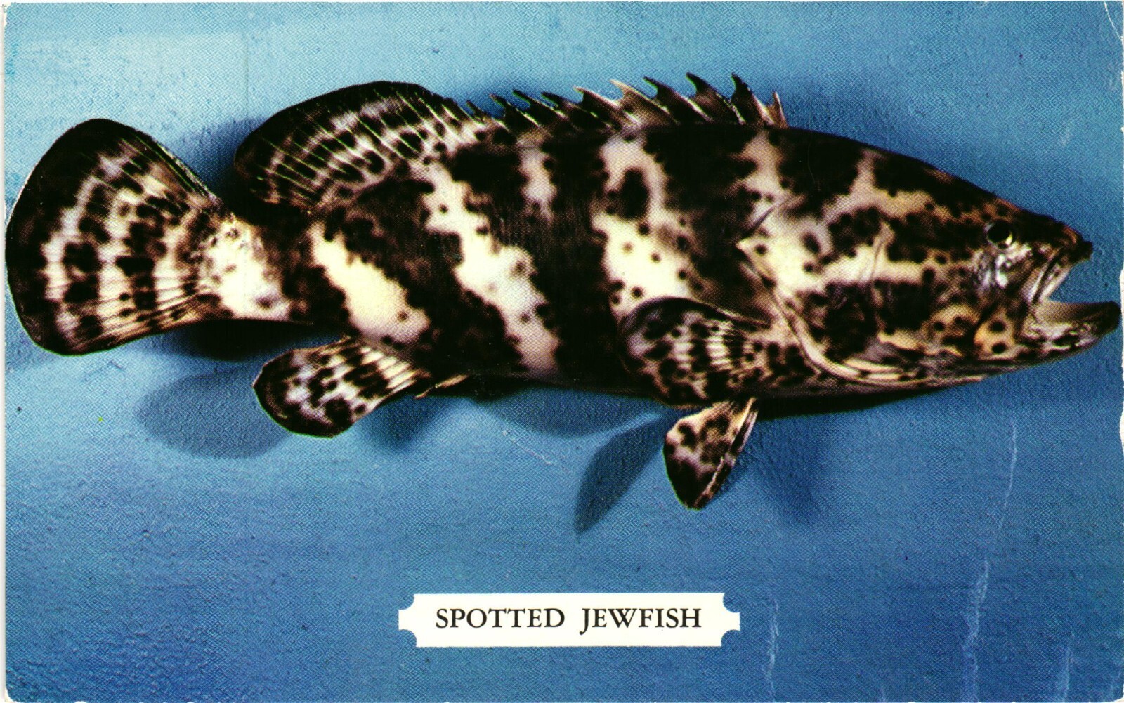 Spotted Jewfish Largest Of The Grouper Family Fish Postcard | eBay