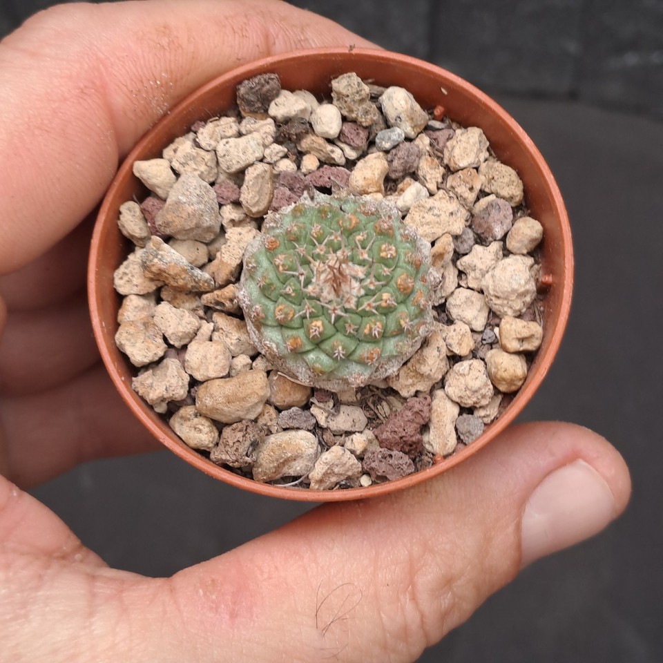 Strombocactus pulcherrimus (Mexico) PLANT cod. ebay-Y035 | eBay