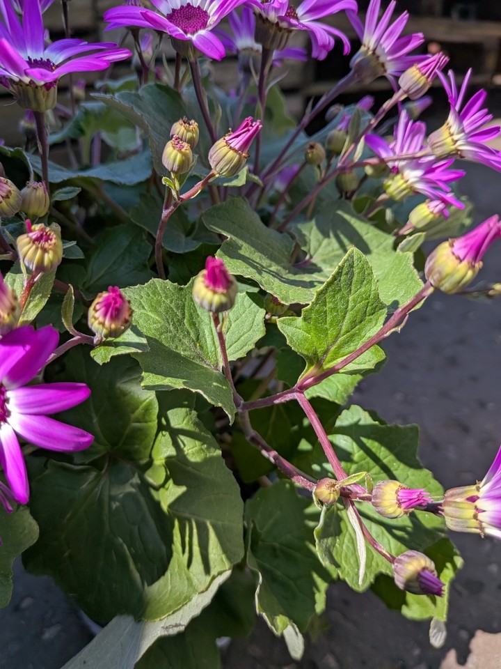 Pink Bicolour Senetti | 2 L Pot | Bee friendly| Easy Care Perennial ...