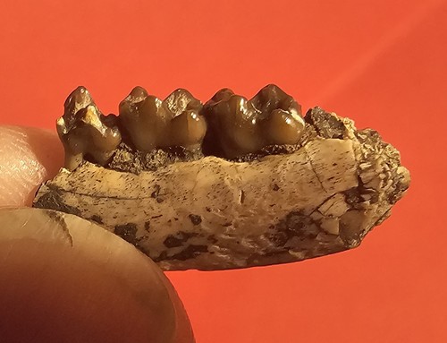 Rare Early Primate Cantius mammal fossil tooth 55 Million Skull Jaw ...